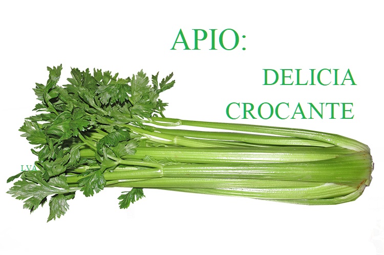 APIO: UNA DELICIA CROCANTE - La Voz del Árabe